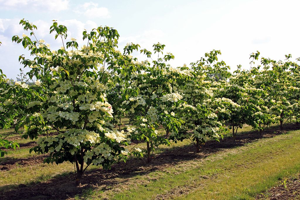 Cornus: Alle Arten und Sorten
