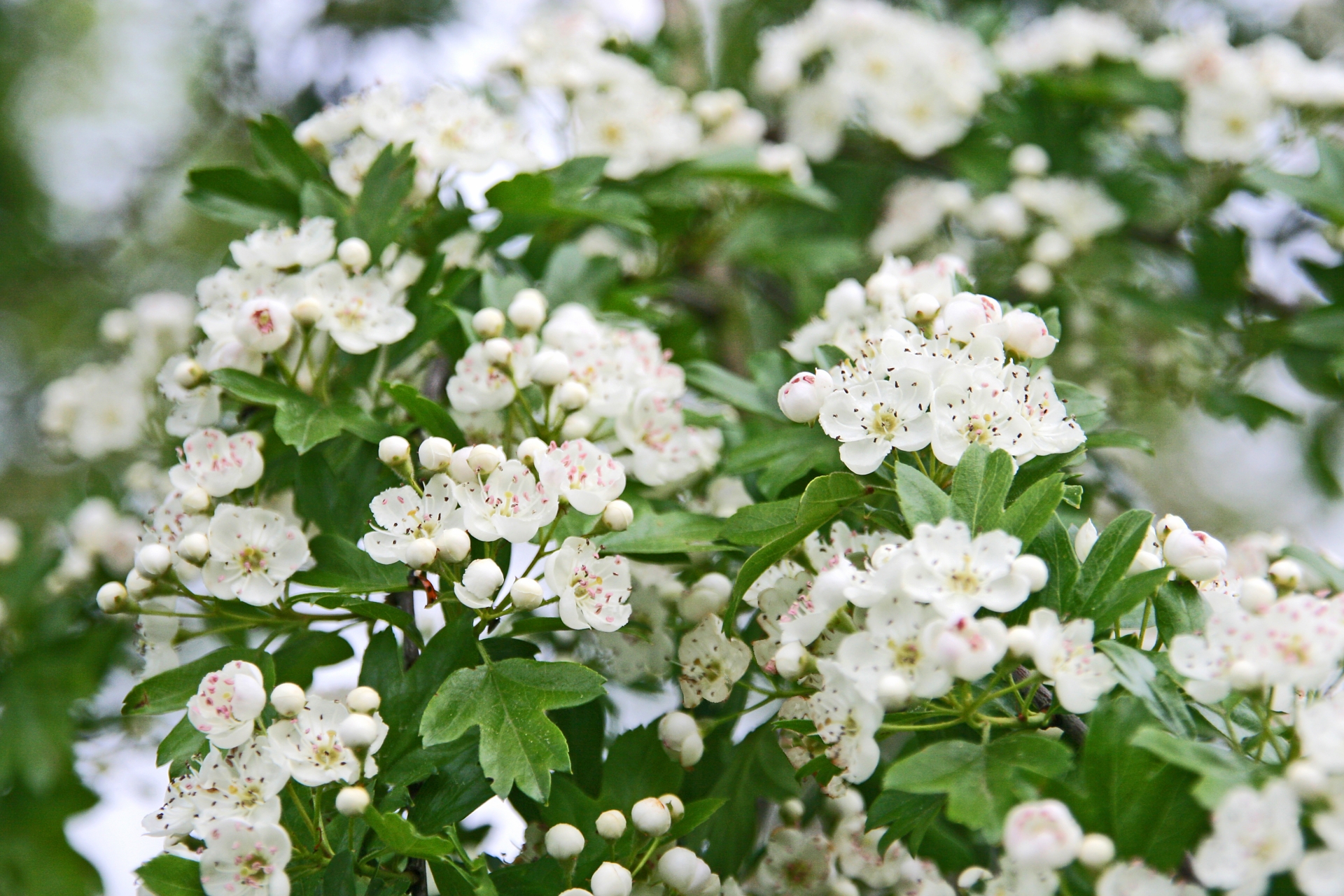 Crataegus monogyna Unikat | Baumschule LvE