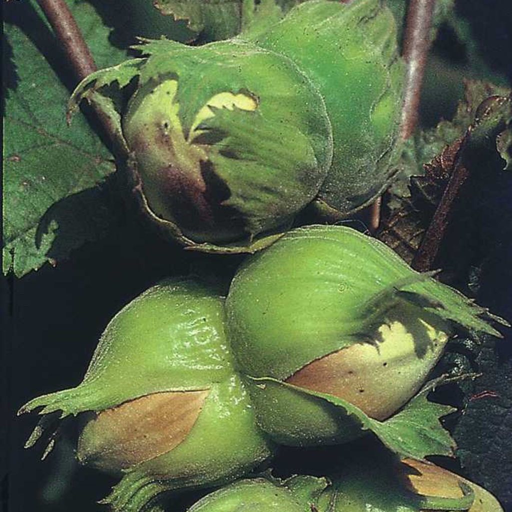 Unsere Arten und Sorten: Corylus